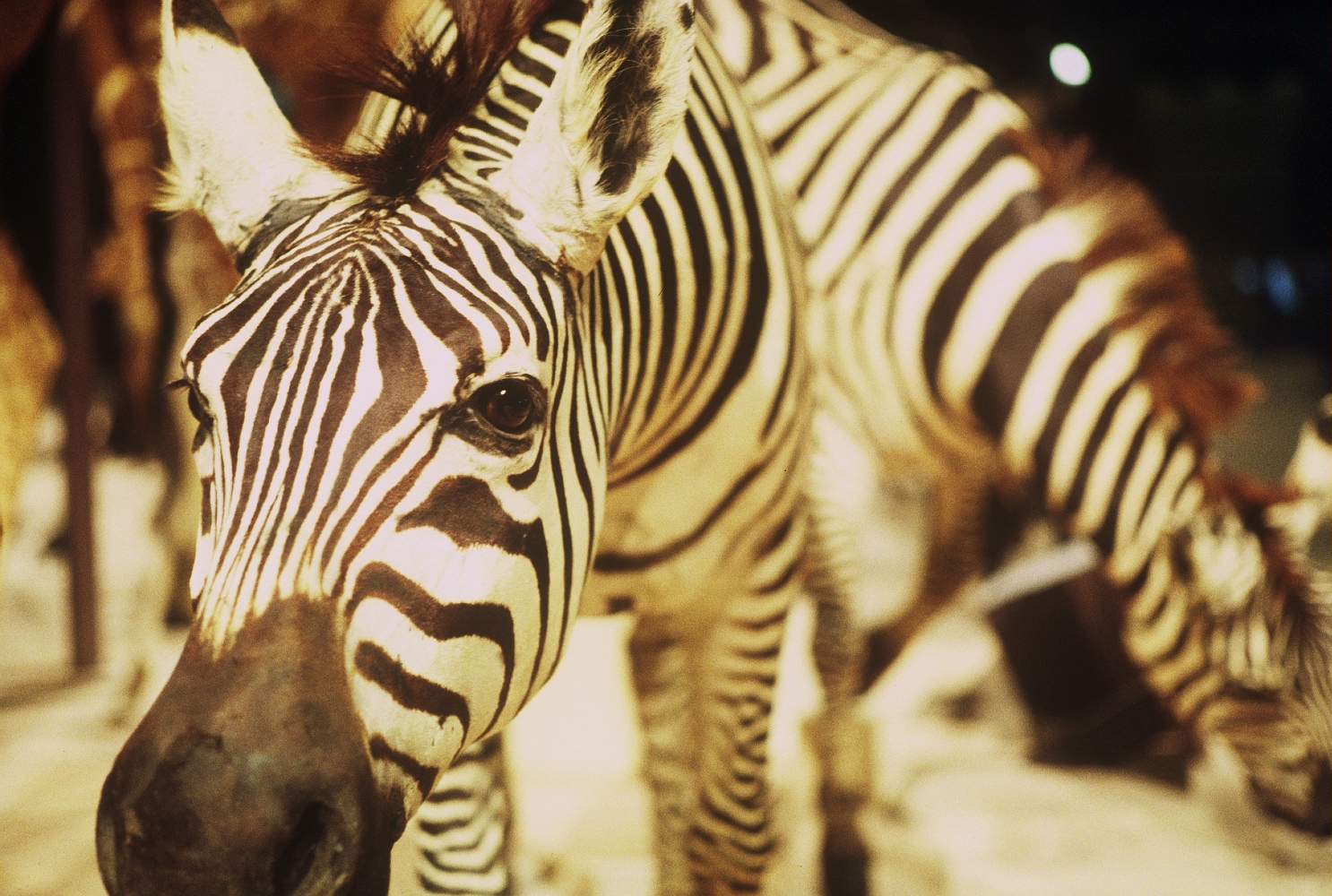 Um Animal, Os Animais | Un animal, des animaux – Cine Resenhas